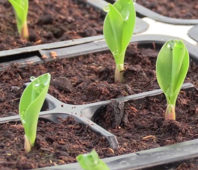 Pivot Bio Raises $70 Million To Strengthen The Launch Of Its Nitrogen ...