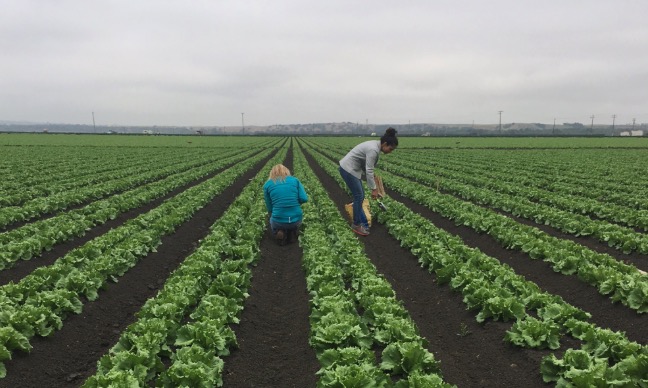 Trace Genomics Secures $13 Million To Help Farmers Increase Yields Using AI