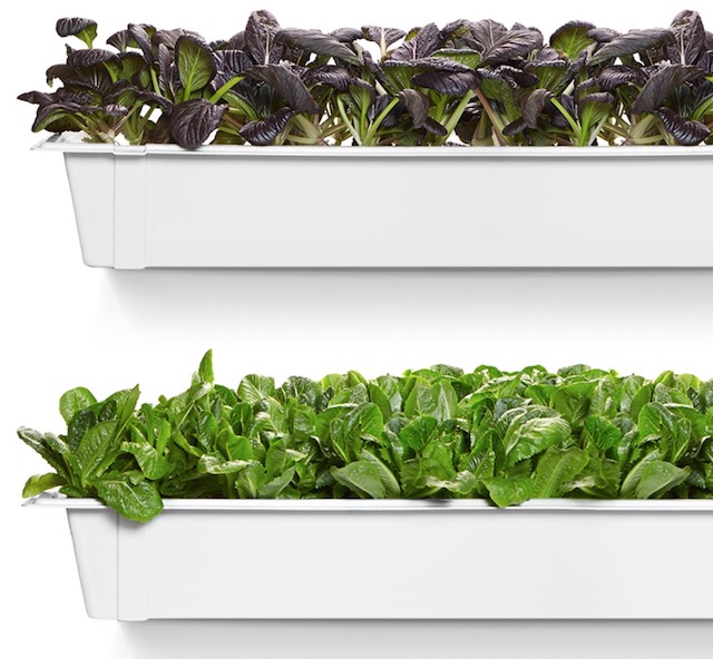 New York-Based Indoor Farming Startup Bowery Secures $90 Million
