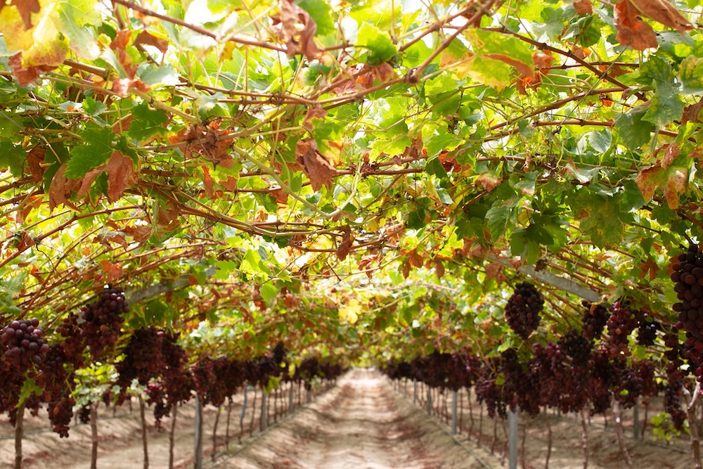 Agrovision: $400 Million Credit Facility Closed For Global Expansion